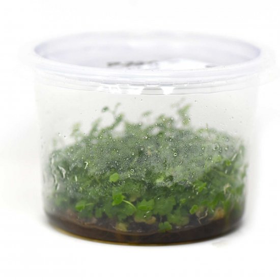 Hydrocotyle tripartita - potted - $8.50